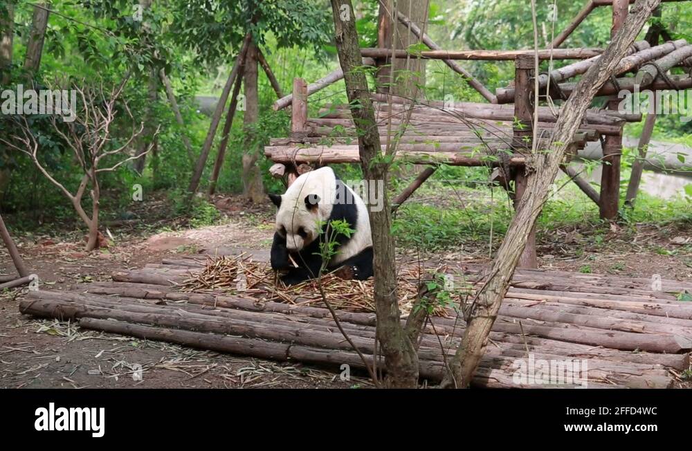 panda eating bamboo in the giant panda breeding research center in ...