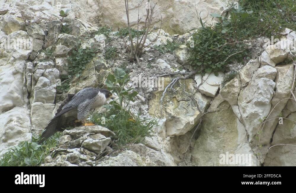 Wing stretching Stock Videos & Footage - HD and 4K Video Clips - Alamy
