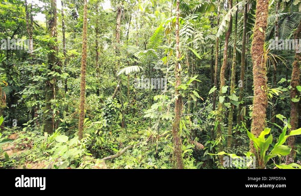 Amazon rainforest interior view Stock Videos & Footage - HD and 4K ...