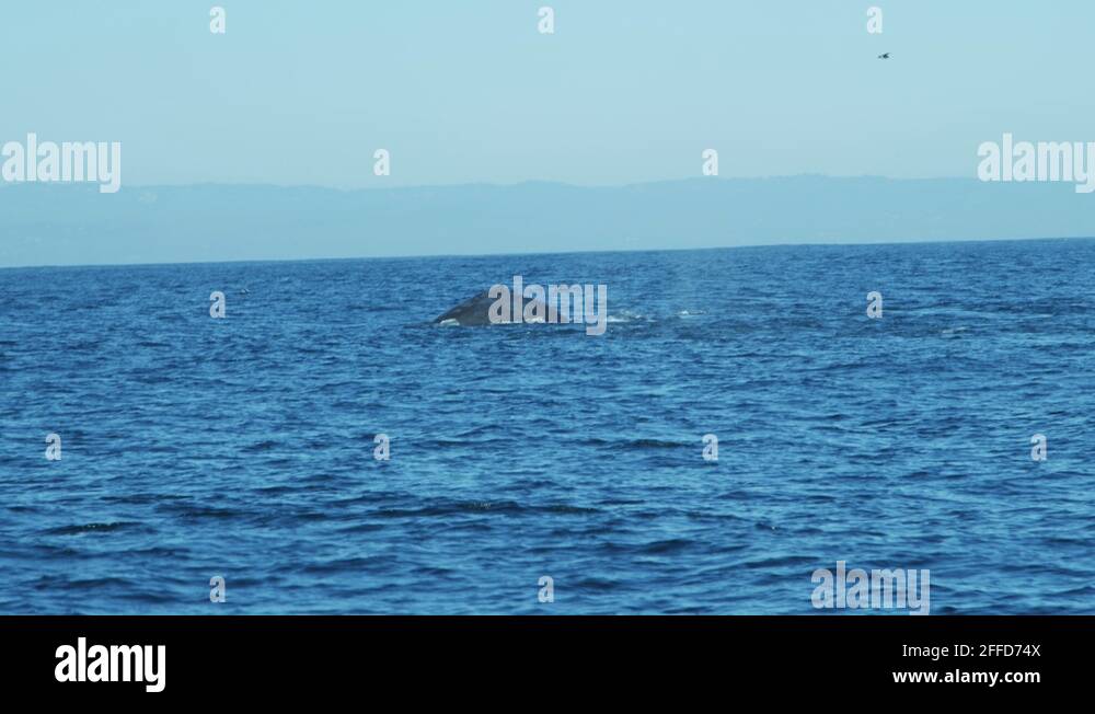 Mammal tail Stock Videos & Footage - HD and 4K Video Clips - Alamy