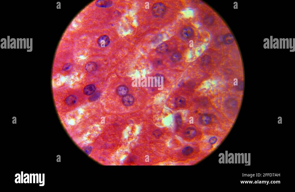 Liver cell human Stock Videos & Footage - HD and 4K Video Clips - Alamy