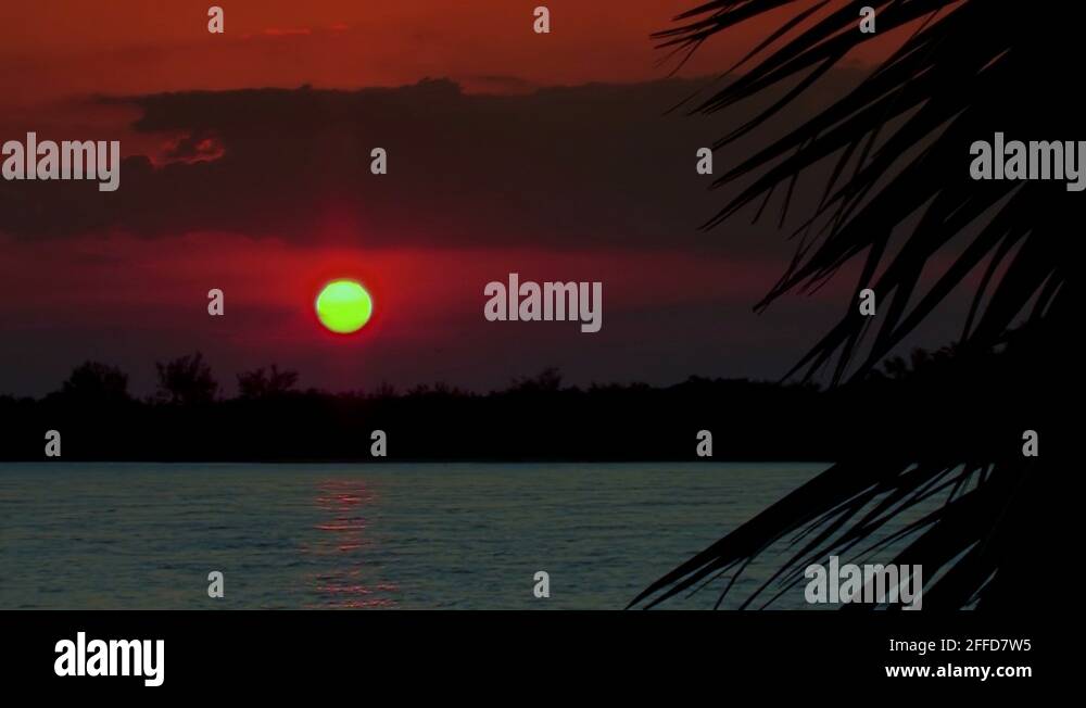 Ocean sunset palm tree Stock Videos & Footage - HD and 4K Video Clips ...