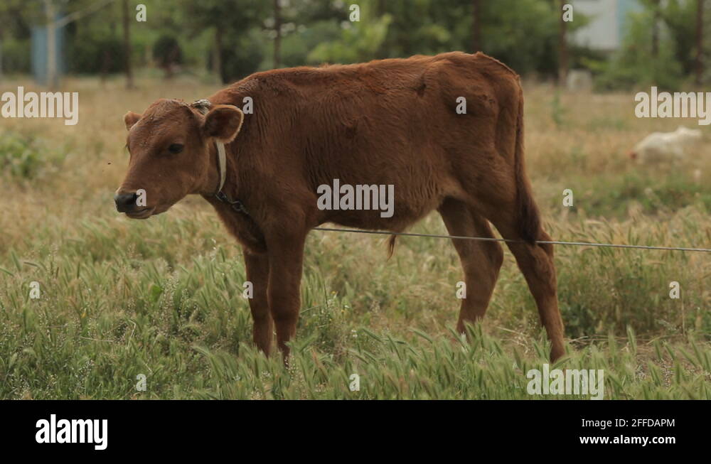 Livestock guernsey dairy cow Stock Videos & Footage - HD and 4K Video ...