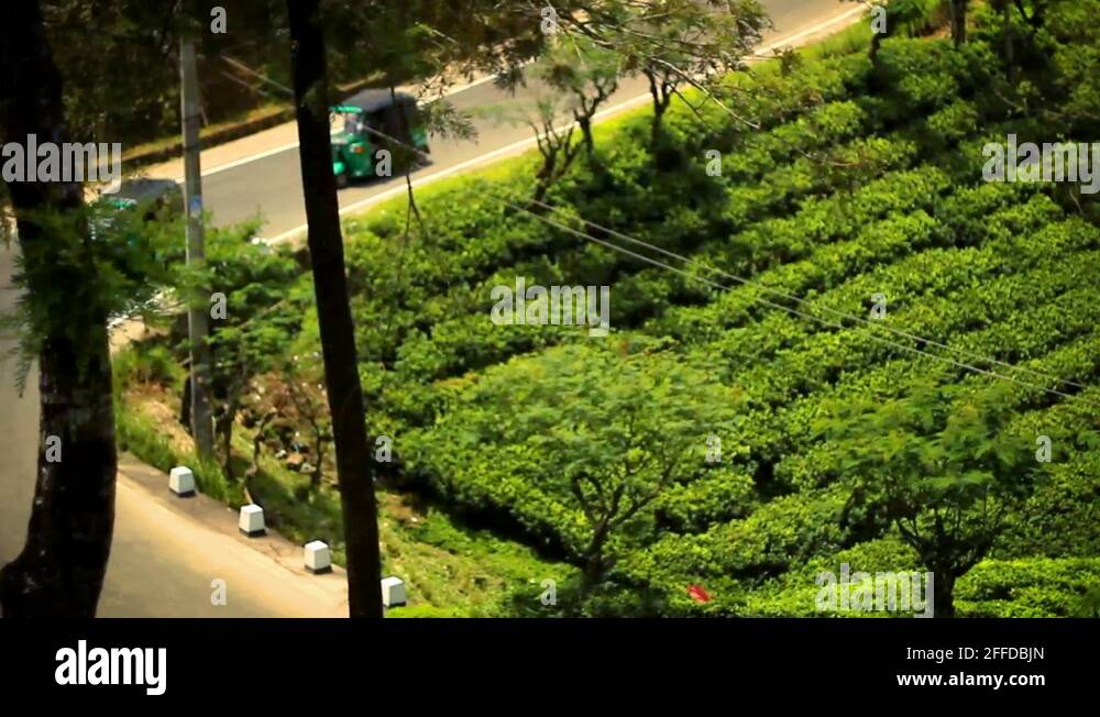 Tea tree crossing Stock Videos & Footage - HD and 4K Video Clips - Alamy