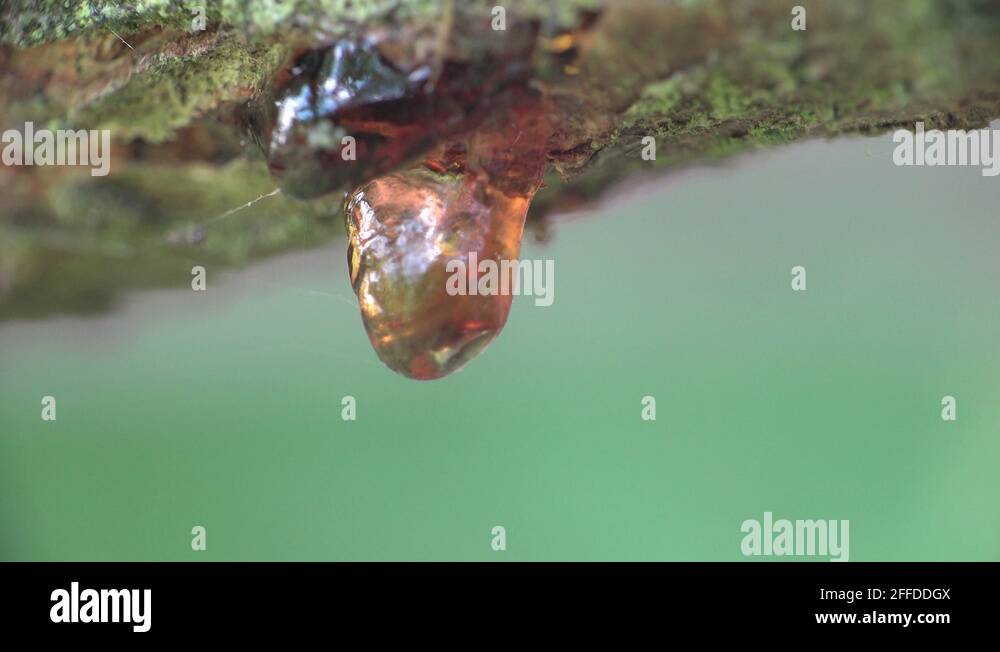 Resin forest Stock Videos & Footage - HD and 4K Video Clips - Alamy