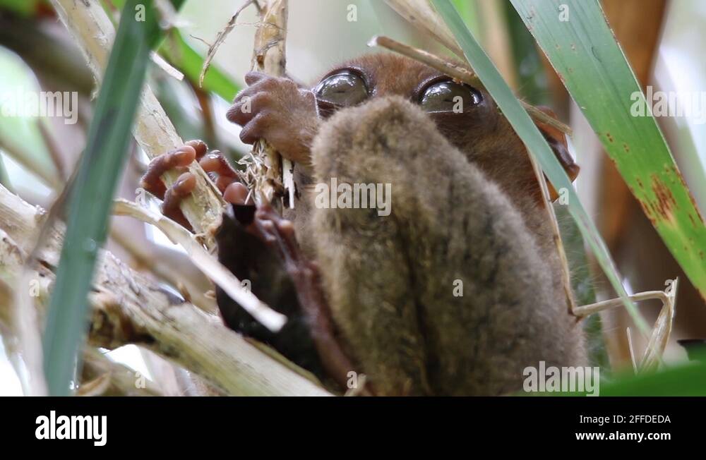 Tarsier eyes Stock Videos & Footage - HD and 4K Video Clips - Alamy