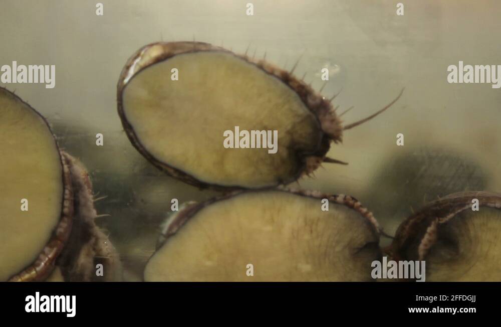 Abalones Stock Videos & Footage - HD and 4K Video Clips - Alamy