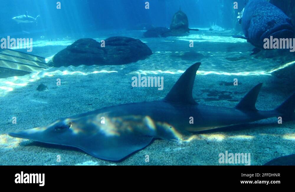 Tiger bass Stock Videos & Footage - HD and 4K Video Clips - Alamy