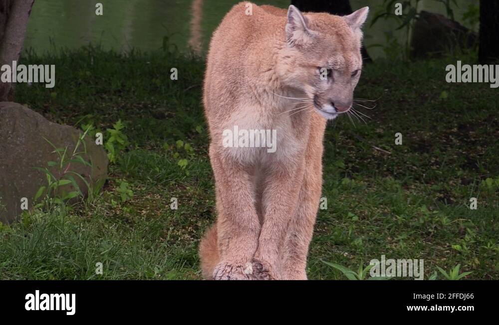 North american puma Stock Videos & Footage - HD and 4K Video Clips - Alamy