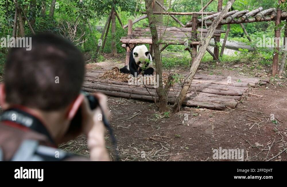 Chengdu panda breeding center Stock Videos & Footage - HD and 4K Video ...