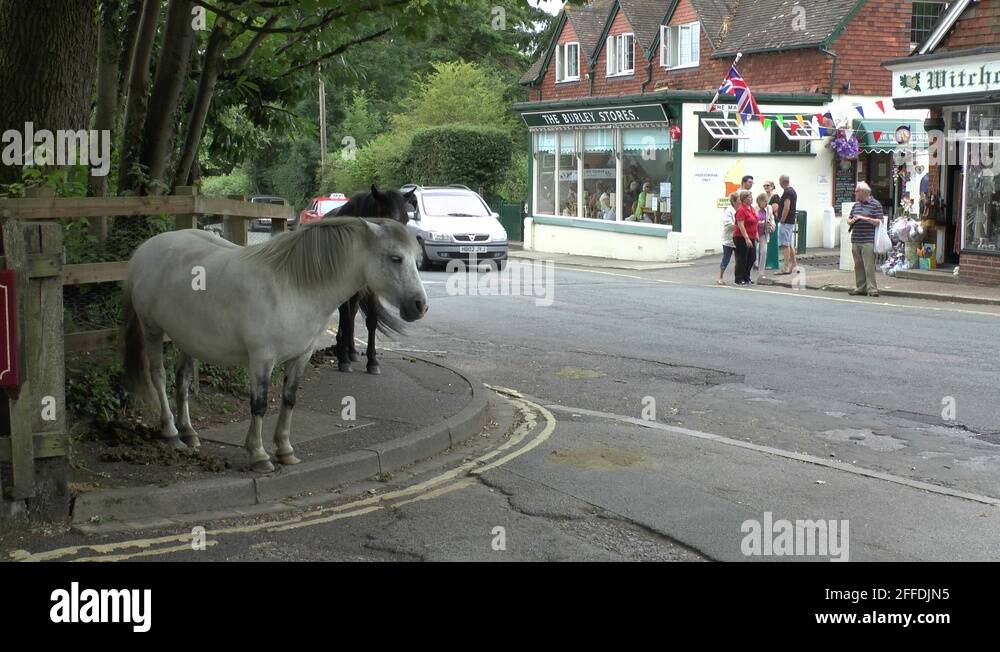 Burley new forest Stock Videos & Footage - HD and 4K Video Clips - Alamy
