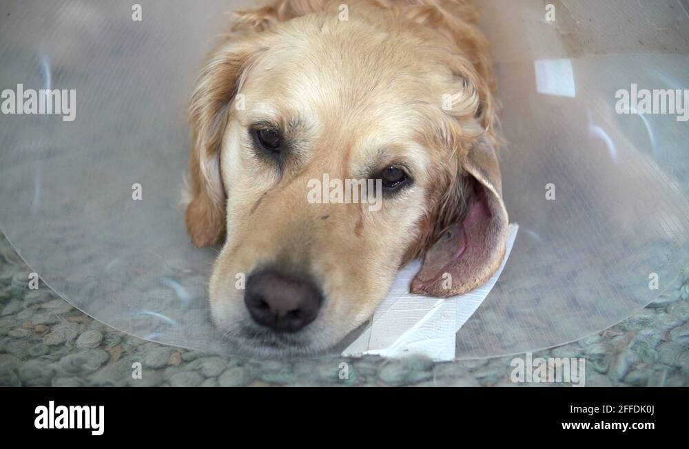 Poorly pet Stock Videos & Footage - HD and 4K Video Clips - Alamy