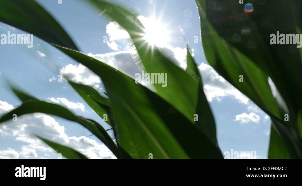 1869 Corn Field Blowing in the Wind with Sun Flare, 4K Stock Video ...