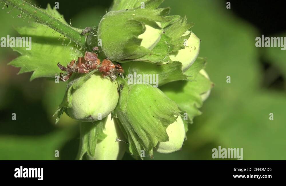 Forest nuts Stock Videos & Footage - HD and 4K Video Clips - Alamy