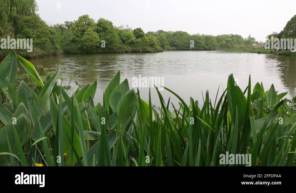 Panda lake Stock Videos & Footage - HD and 4K Video Clips - Alamy