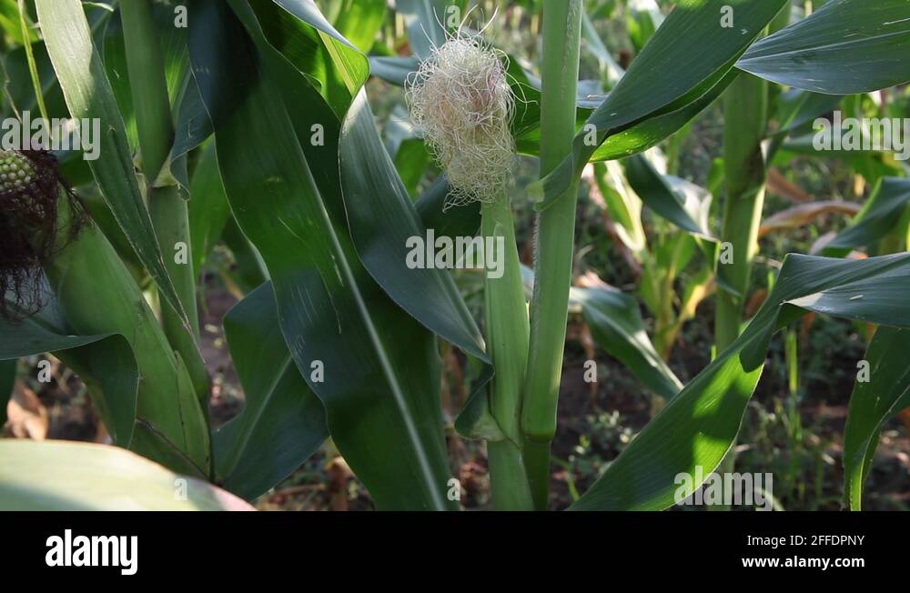 Corn field, female inflorescence with young silk,full grown maize ...