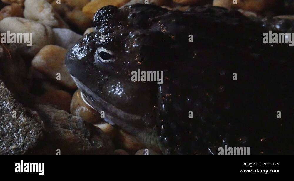 Bullfrog jump Stock Videos & Footage - HD and 4K Video Clips - Alamy