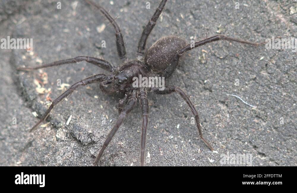 Ground spider web Stock Videos & Footage - HD and 4K Video Clips - Alamy