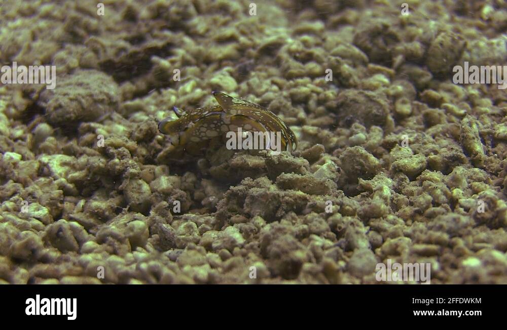 Slug movement Stock Videos & Footage - HD and 4K Video Clips - Alamy