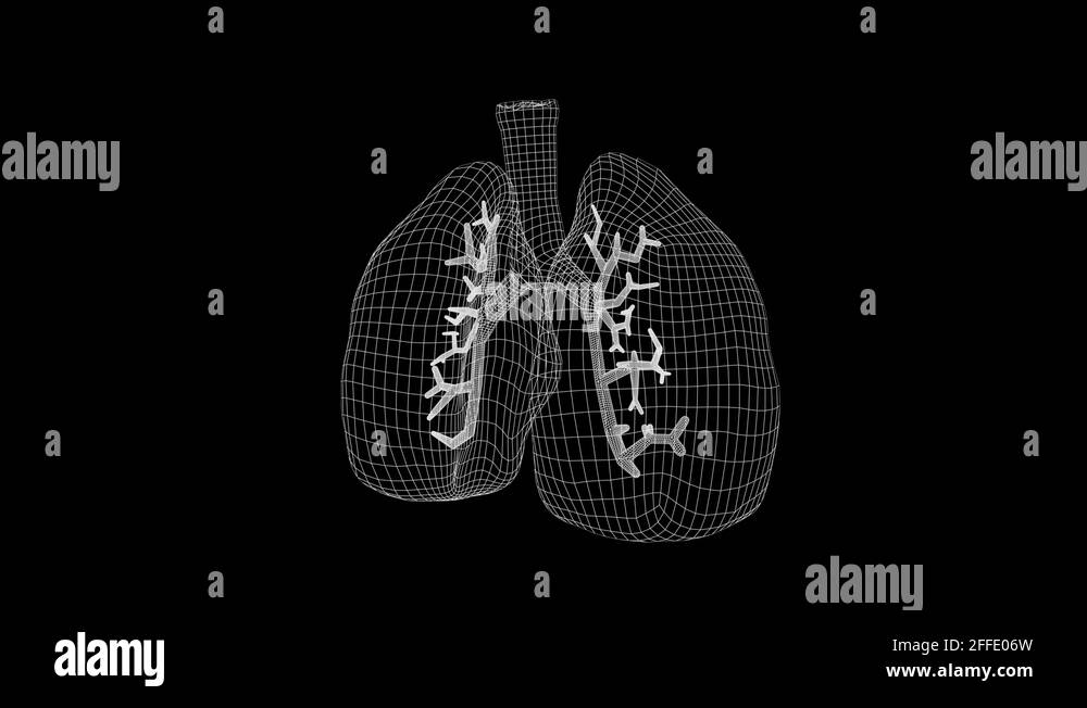 Lungs anatomy Stock Videos & Footage - HD and 4K Video Clips - Alamy