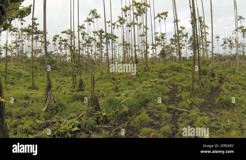 Tropical rainforest converted to a cattle farm Stock Video Footage - Alamy