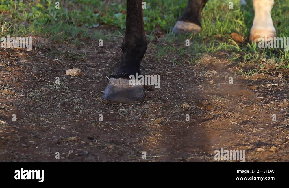 Horse Leg Digging Dirt Stock Video Footage - Alamy