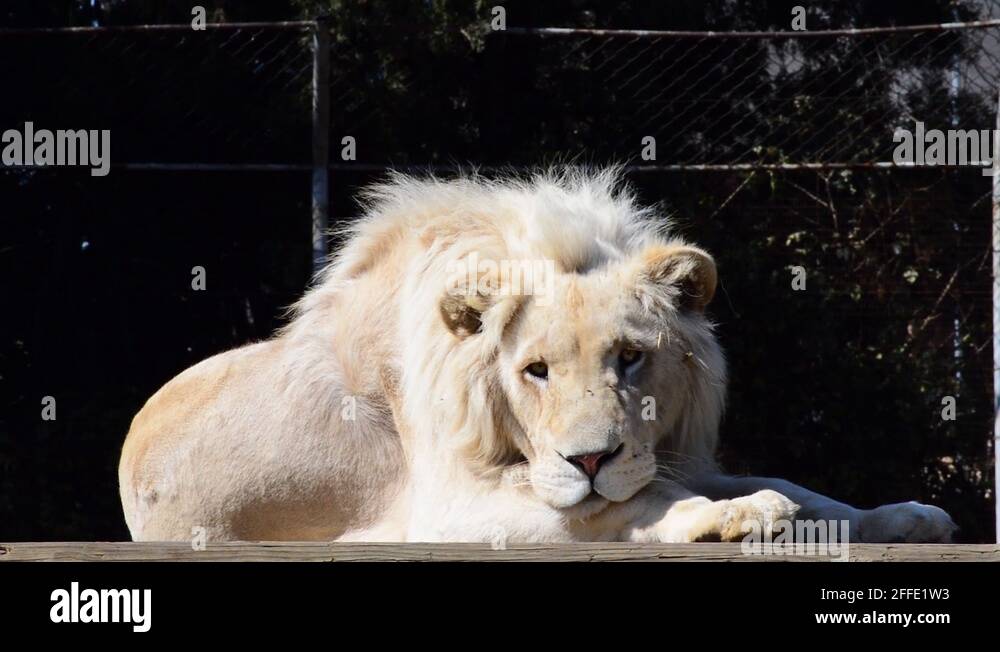 Lion head back and white Stock Videos & Footage - HD and 4K Video Clips ...