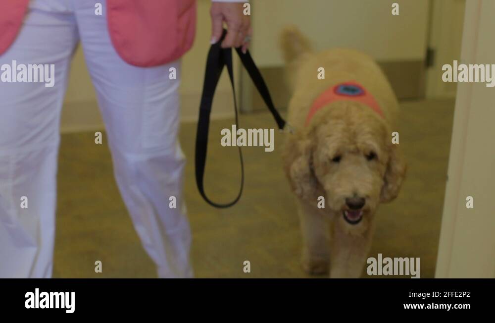 Hospital patient in bed dog Stock Videos & Footage - HD and 4K Video ...