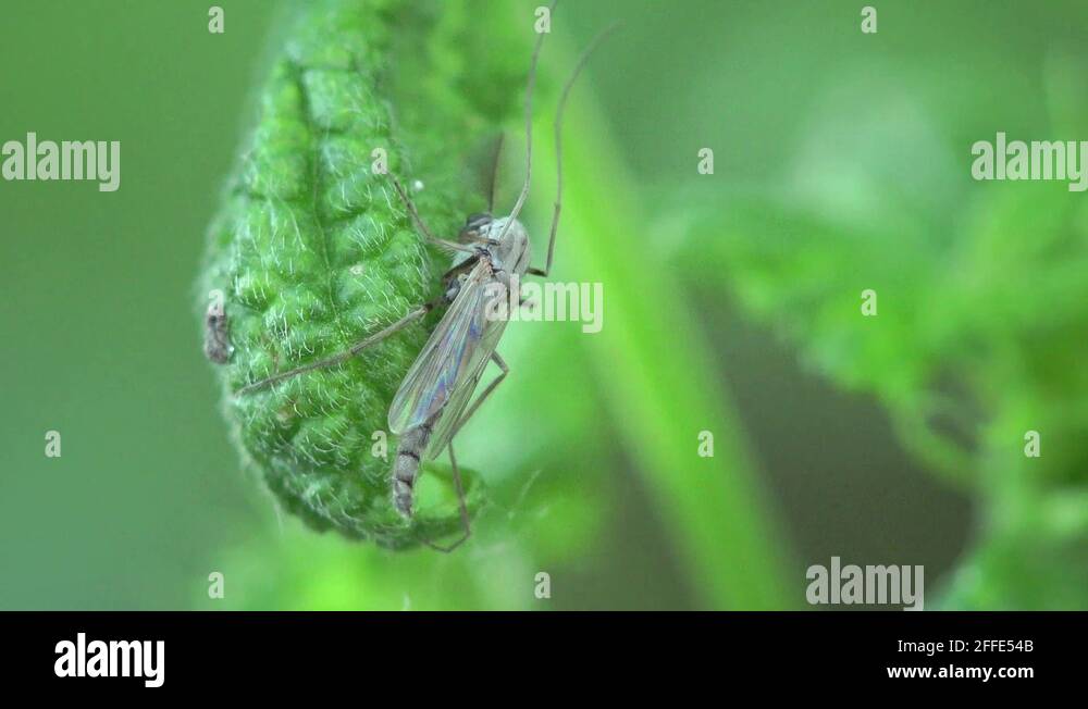 Insect green leaf veins Stock Videos & Footage - HD and 4K Video Clips ...
