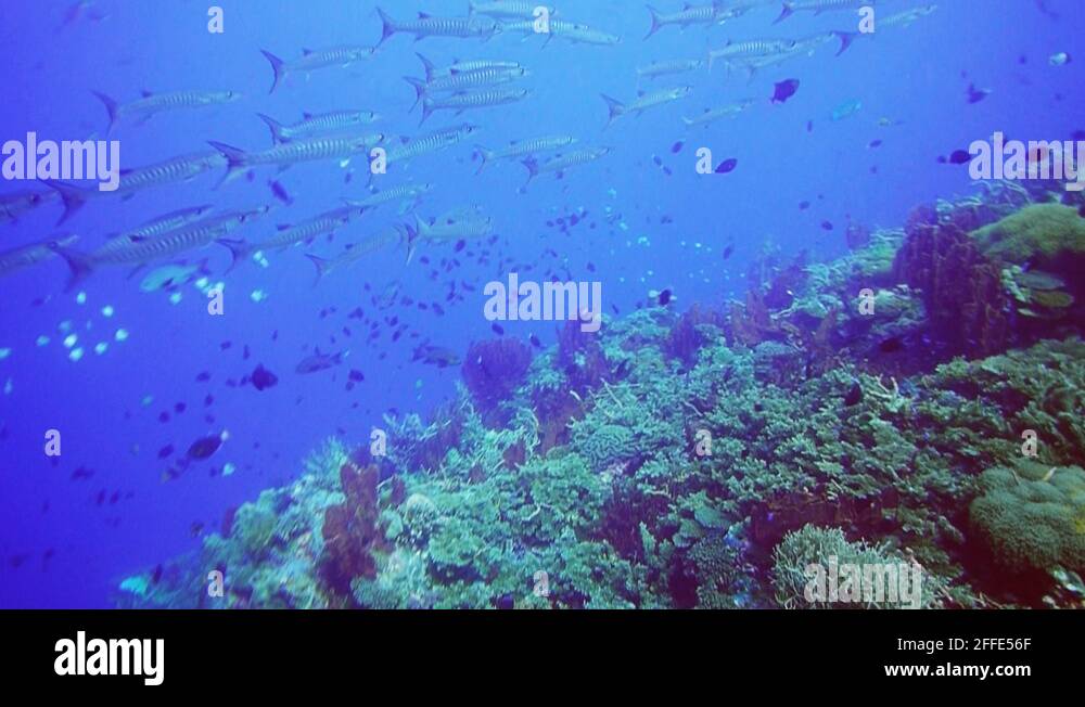 Coral reef predator Stock Videos & Footage - HD and 4K Video Clips - Alamy