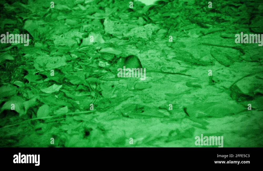 Rat night Stock Videos & Footage - HD and 4K Video Clips - Alamy