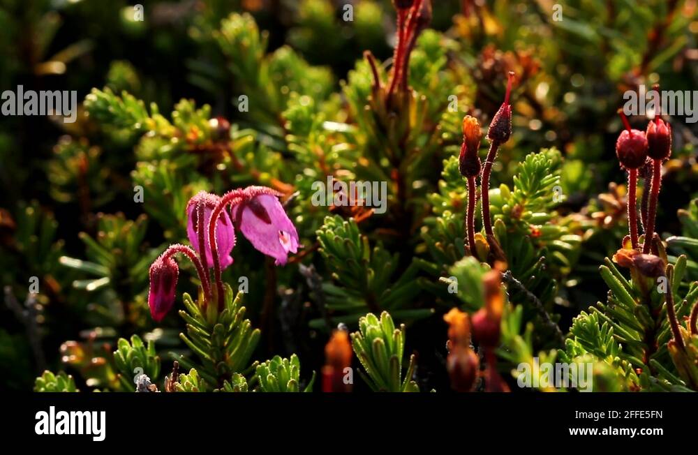 Phyllodoce Stock Videos & Footage - HD and 4K Video Clips - Alamy
