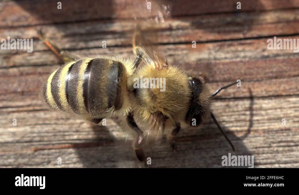 One insects Stock Videos & Footage - HD and 4K Video Clips - Alamy