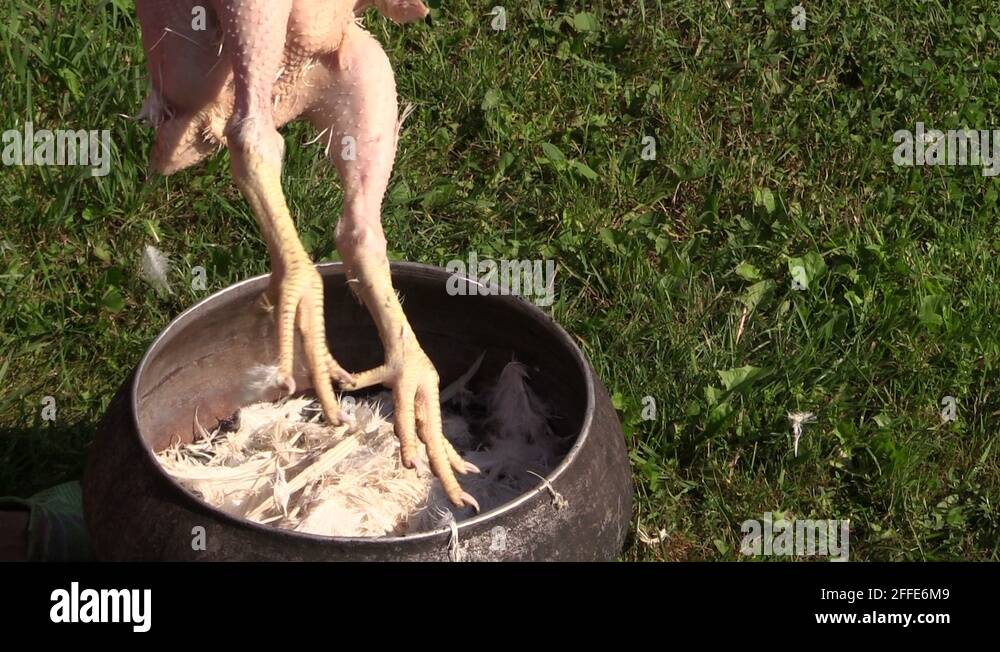 Broiler chicken white feathers Stock Videos & Footage - HD and 4K Video ...