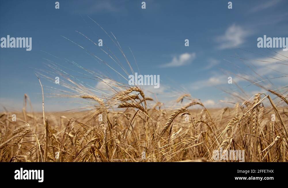 Wheat ear pattern Stock Videos & Footage - HD and 4K Video Clips - Alamy