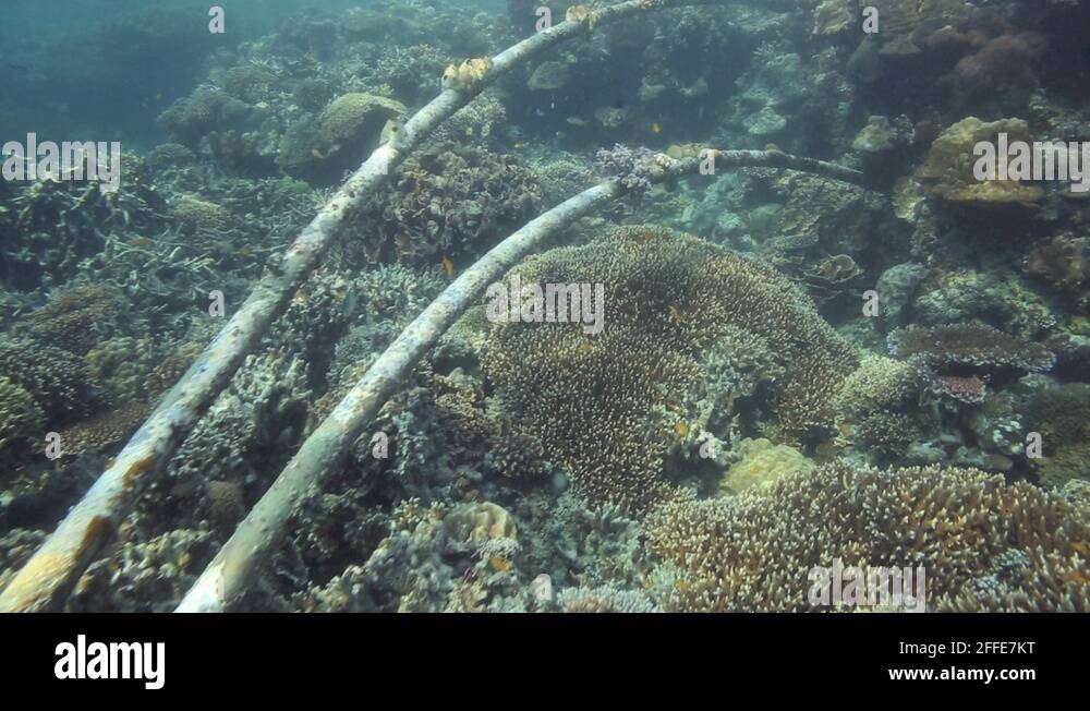 Coral reef management Stock Videos & Footage - HD and 4K Video Clips ...