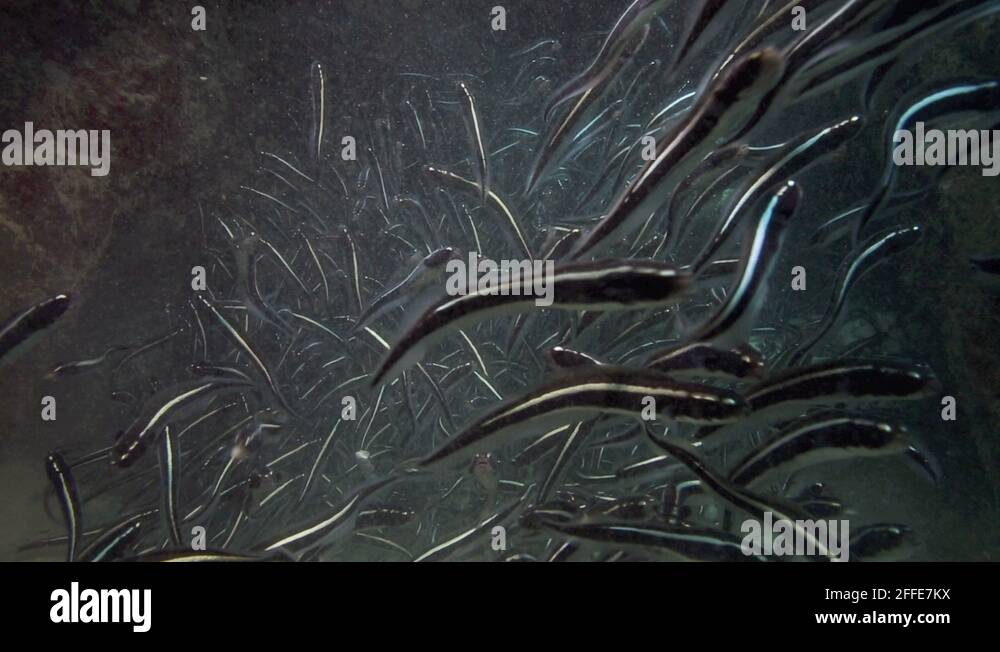 Shoal of convict blenny fish ejecting mouthfuls of debris from burrows ...