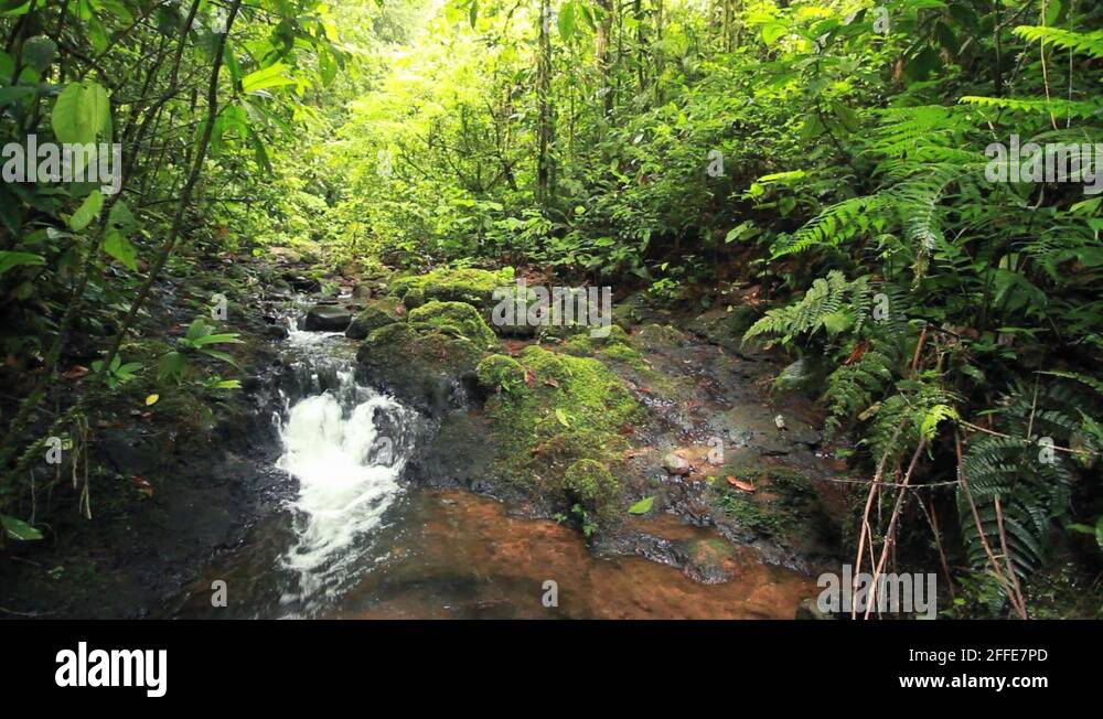 Green gully reserve Stock Videos & Footage - HD and 4K Video Clips - Alamy