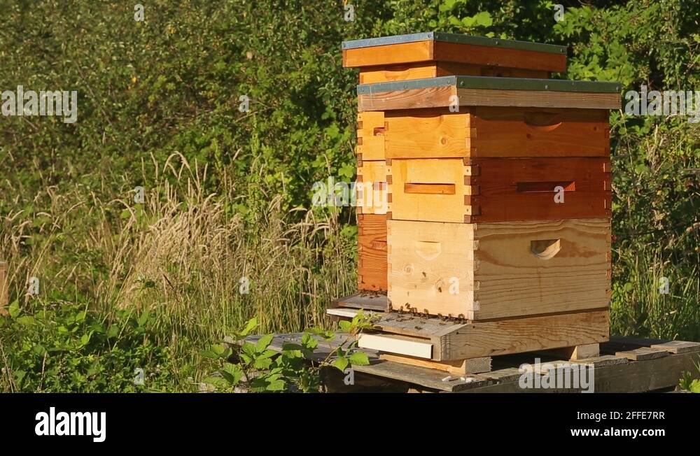 Bee swarm leaving a beehive Stock Videos & Footage - HD and 4K Video ...