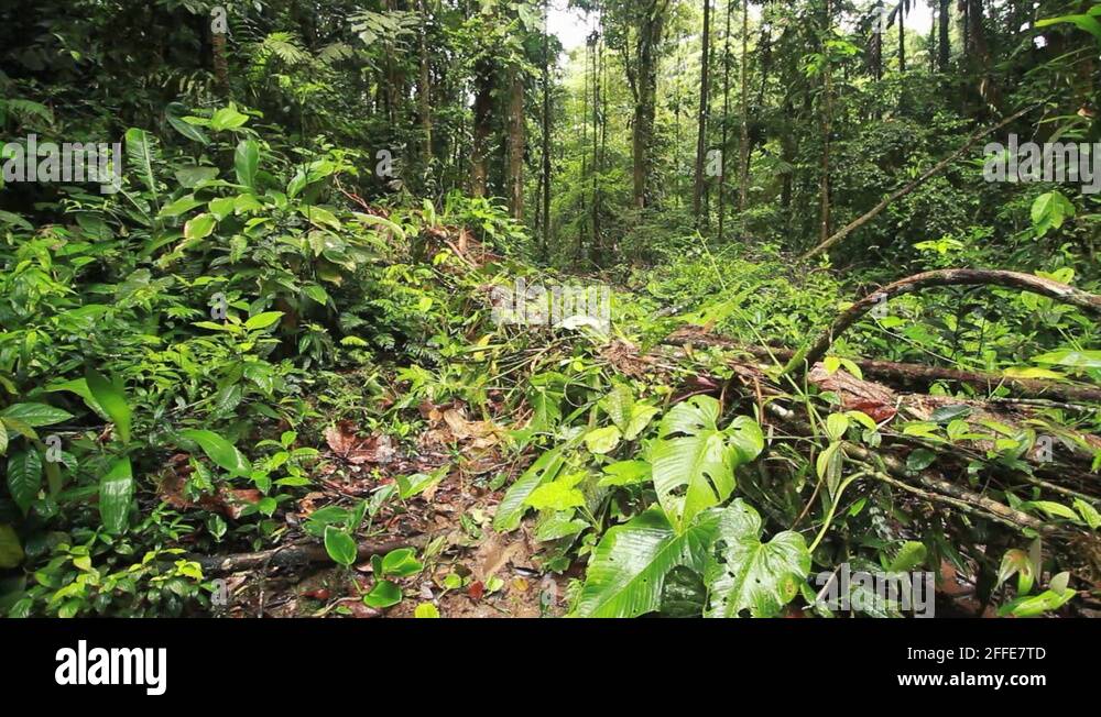 Amazon rainforest flower dead Stock Videos & Footage - HD and 4K Video ...