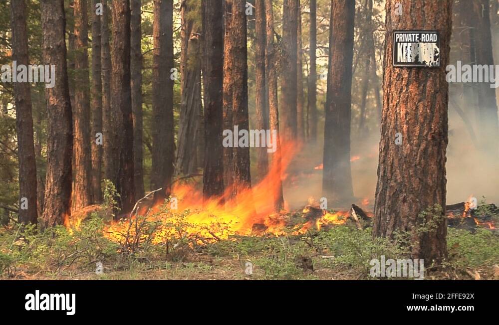Ground fire burning around tree base with "Private Road - Keep Out ...