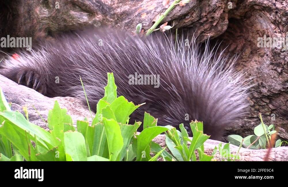 North american porcupine quill Stock Videos & Footage - HD and 4K Video ...