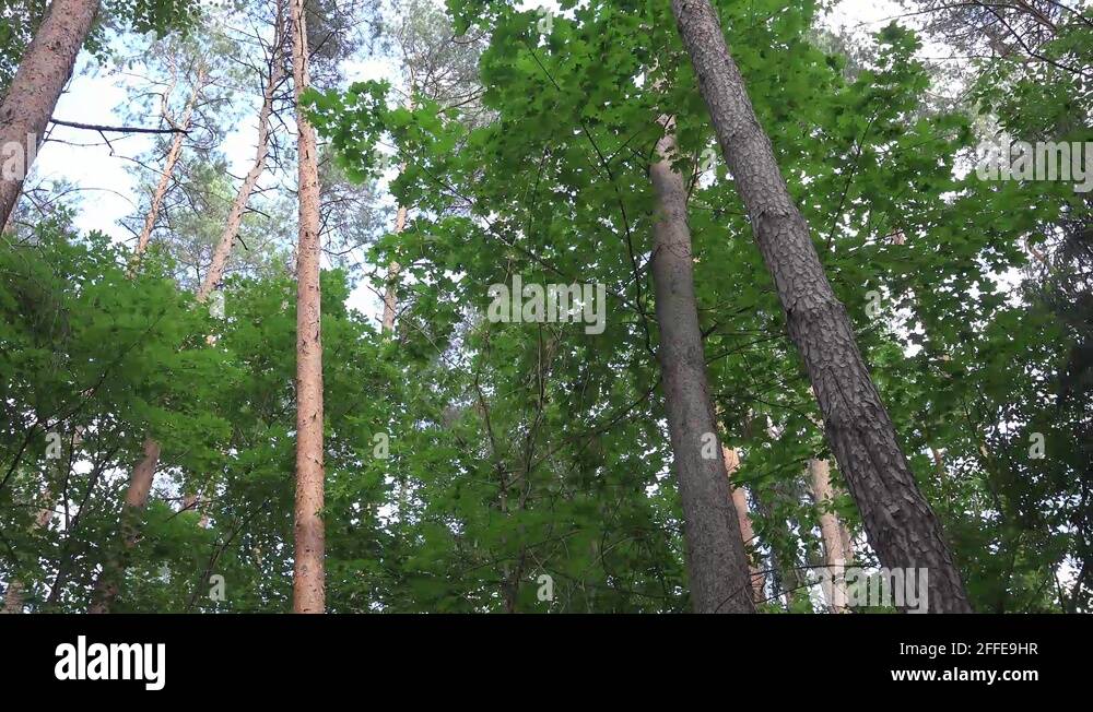 Forest background hd Stock Videos & Footage - HD and 4K Video Clips - Alamy