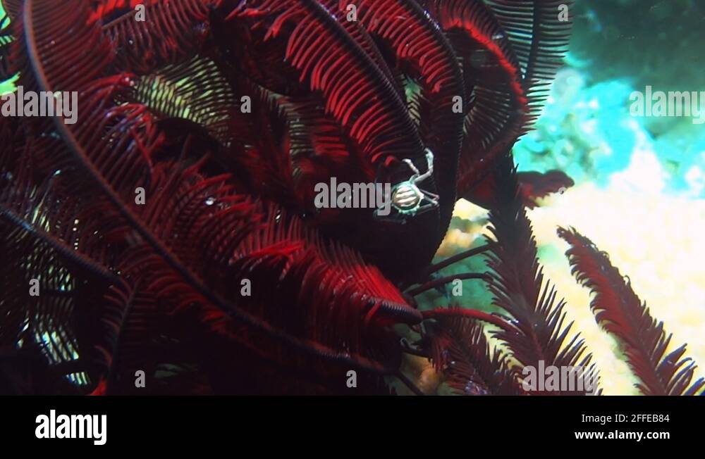 feather star and elbow crinoid crab Stock Video Footage - Alamy
