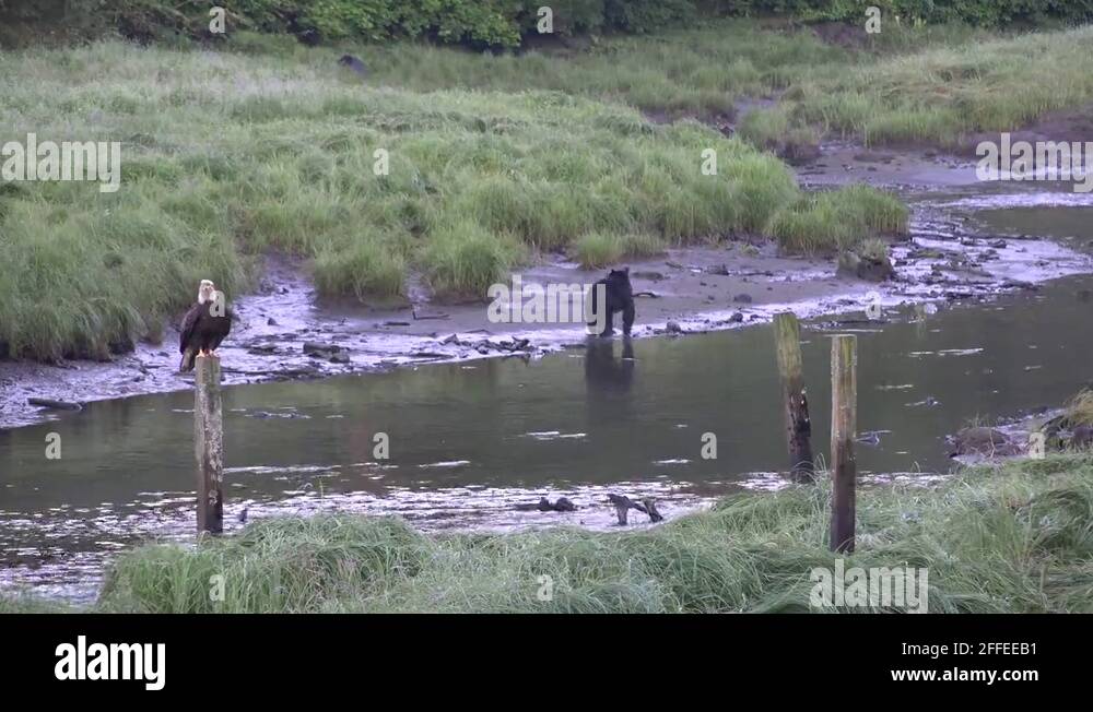 Wounded bear Stock Videos & Footage - HD and 4K Video Clips - Alamy