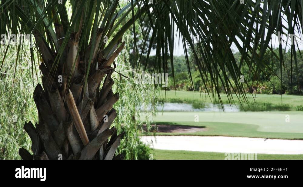 Palm tree golf course Stock Videos & Footage - HD and 4K Video Clips ...