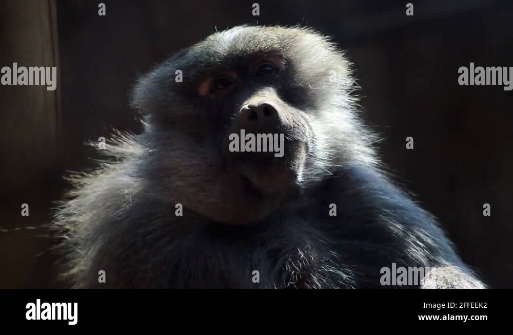 South africa baboon teeth Stock Videos & Footage - HD and 4K Video ...