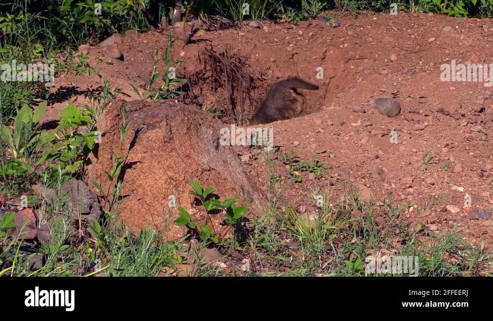 Runt of litter Stock Videos & Footage - HD and 4K Video Clips - Alamy