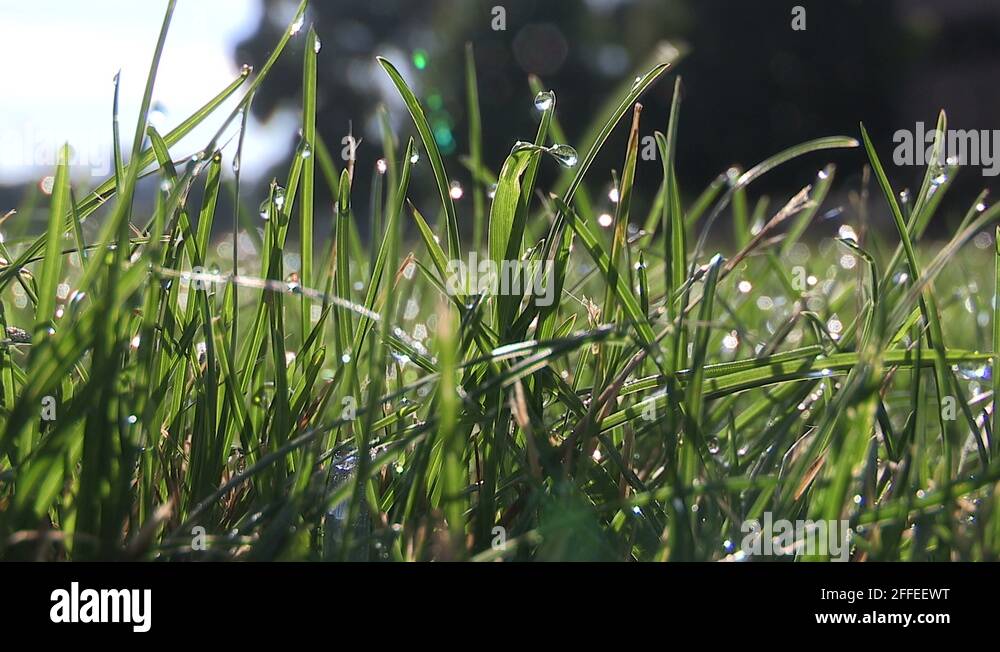 Dew dewdrop Stock Videos & Footage - HD and 4K Video Clips - Alamy