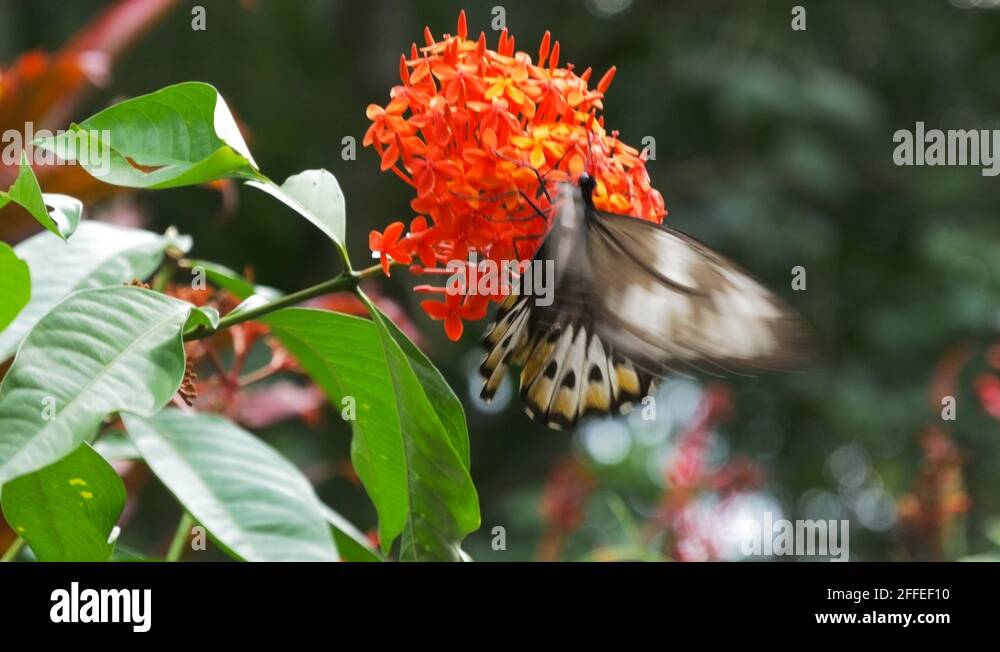 Cape york birdwing insect Stock Videos & Footage - HD and 4K Video ...